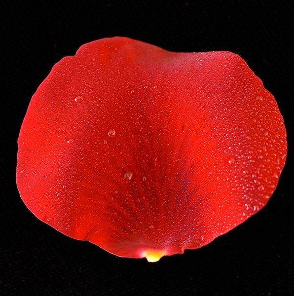 Cape May II: Flight of the Soul – Emily Aleshire Mulvey